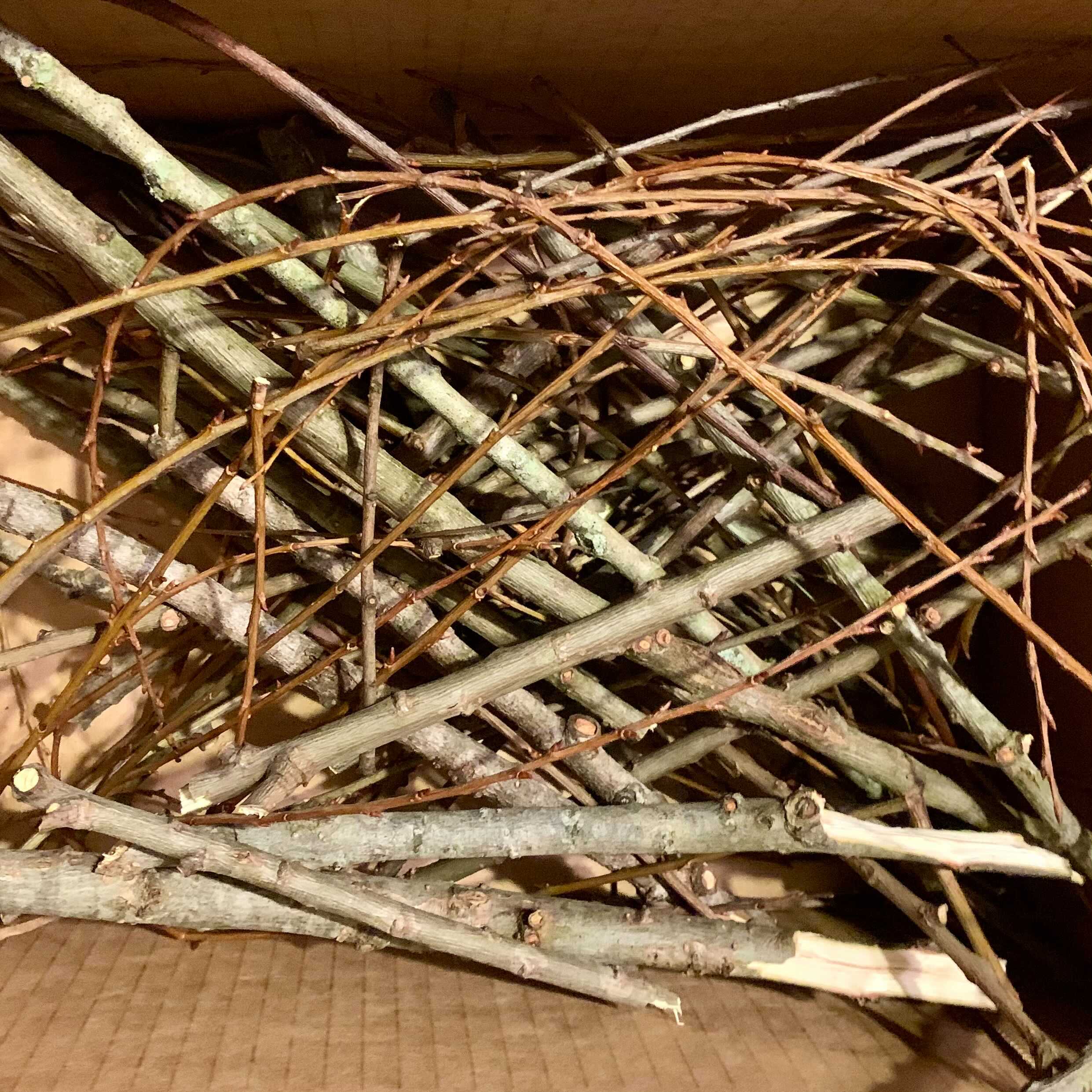 Willow cuttings | Triangle Rabbits
